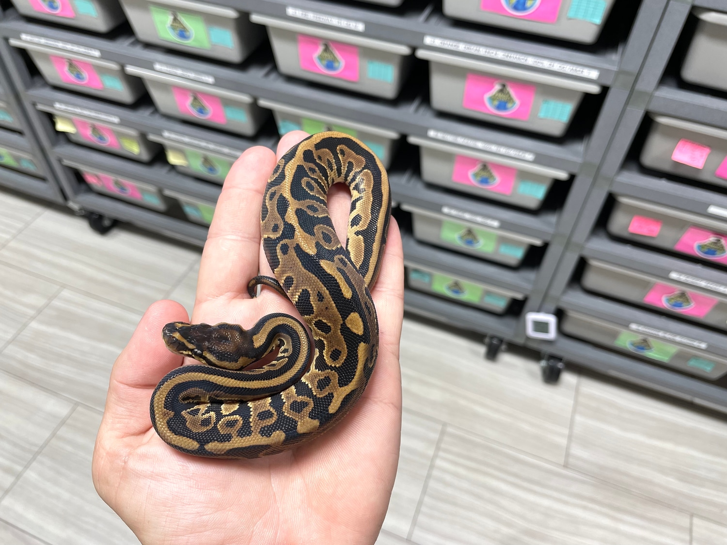 Leopard Het Red Axanthic 100% Het Desert Ghost Ball Python by Markel ...