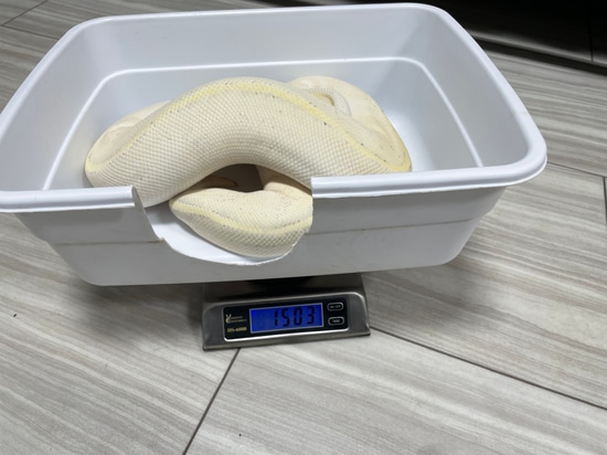 Spark Yellow Belly Ball Python by Markel Morphs
