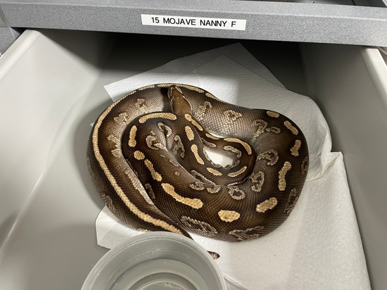 Mojave Nanny Ball Python by Markel Morphs