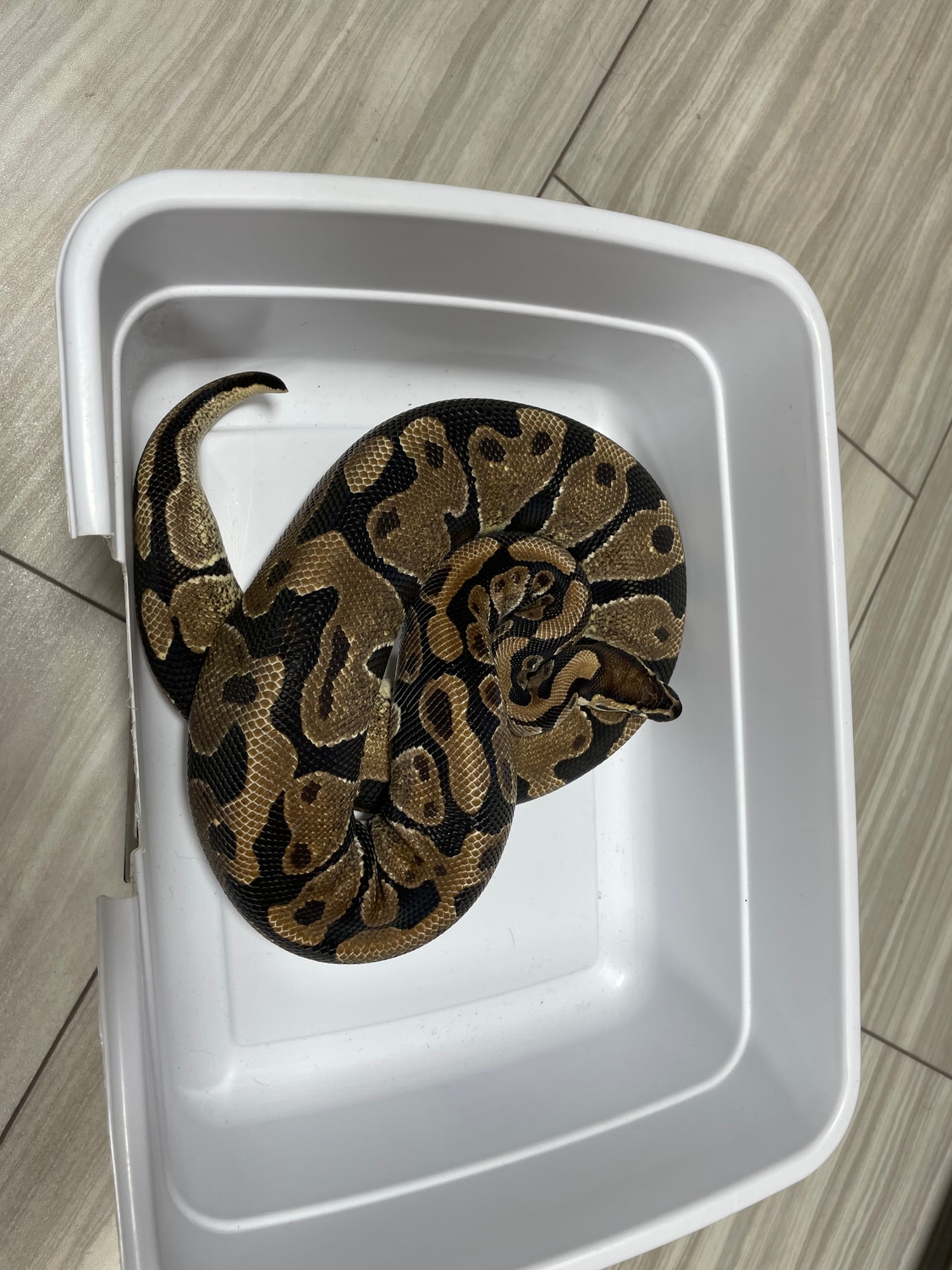 Lace Ball Python by Mega Morphs - MorphMarket