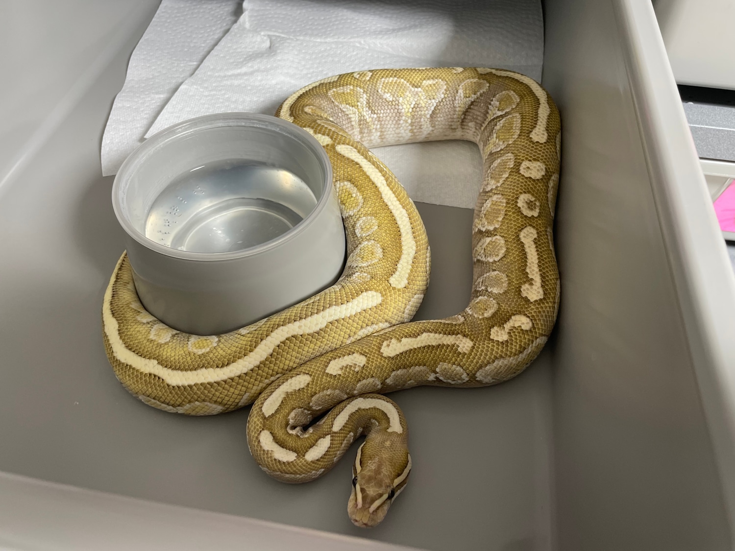 Hurricane Lesser Yellow Belly Ball Python by Markel Morphs - MorphMarket