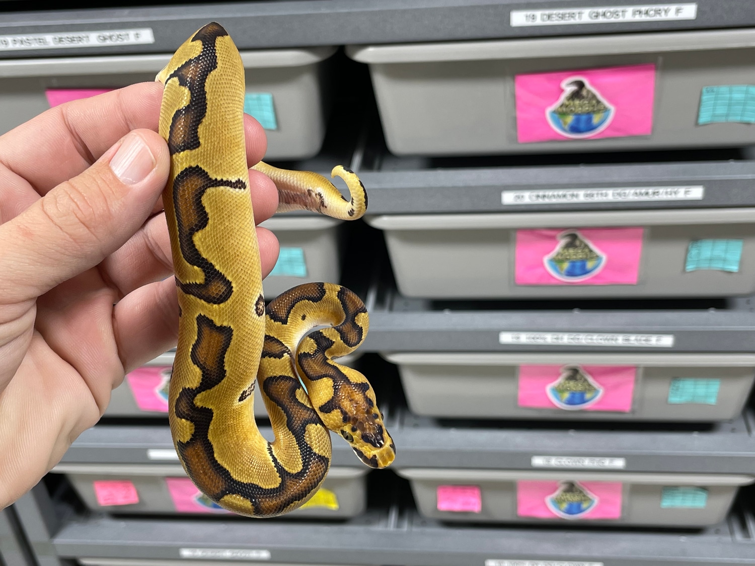 Enchi Blade Clown Ball Python by Markel Morphs - MorphMarket