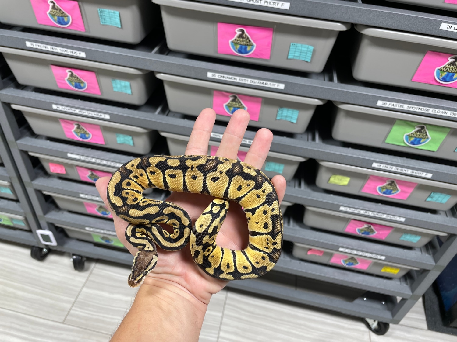 Pastel 66% Het Puzzle 50% PH Clown Ball Python by Markel Morphs ...
