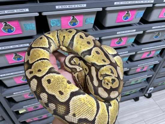 Pastel 100% Het Puzzle Ball Python by Markel Morphs