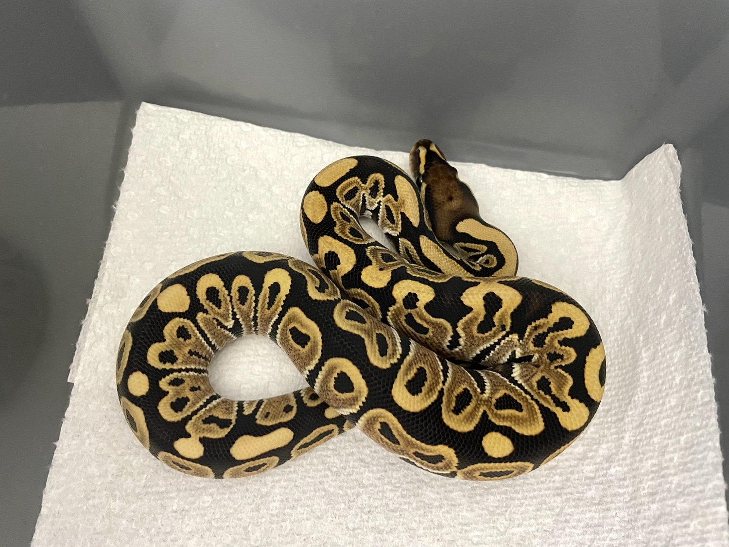 Het Red Axanthic Desert Ghost Ball Python by Mega Morphs - MorphMarket