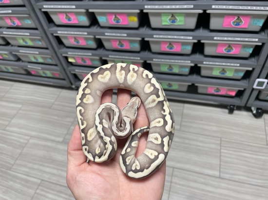 Ghi Pastel Mojave Desert Ghost Ball Python by Markel Morphs