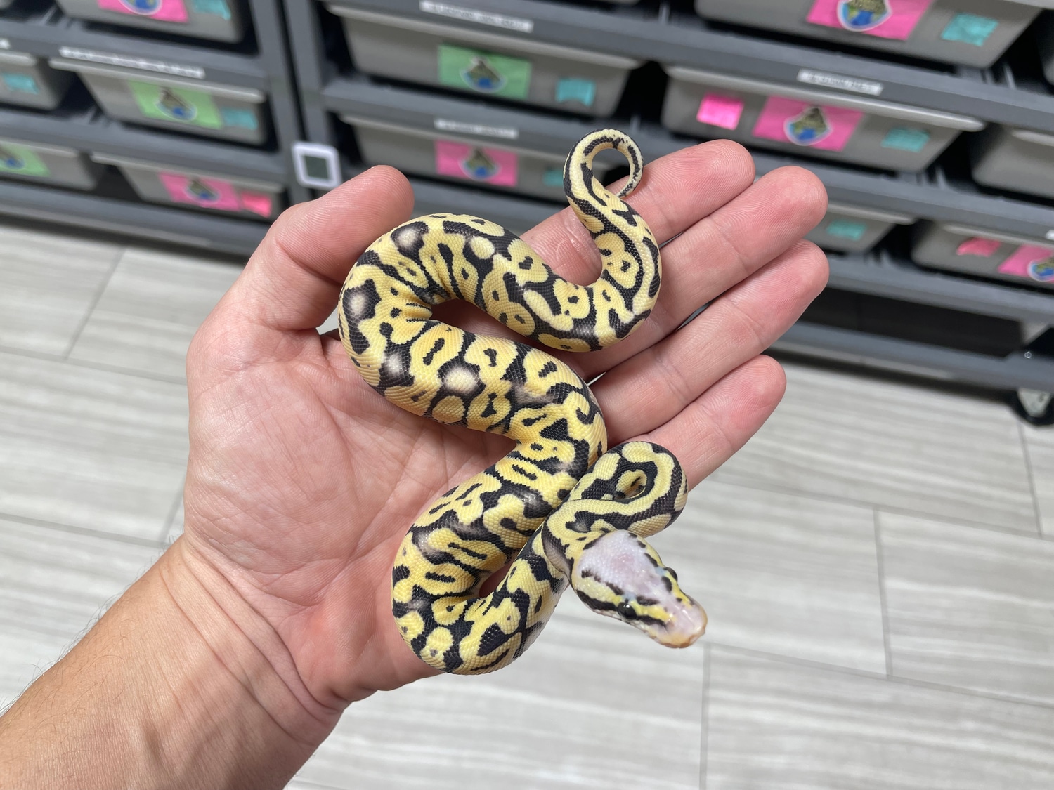 Super Pastel Desert Ghost 66% Het Cryptic (Amur) Ball Python by Markel ...