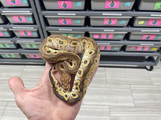 Phantom Clown (Pos Red Stripe) Ball Python by Markel Morphs