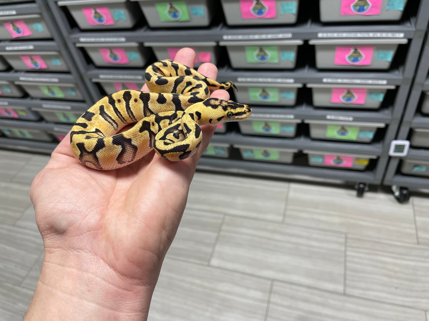 Pastel Enchi Crypton(Amur Line) 100% Het Desert Ghost Ball Python by ...
