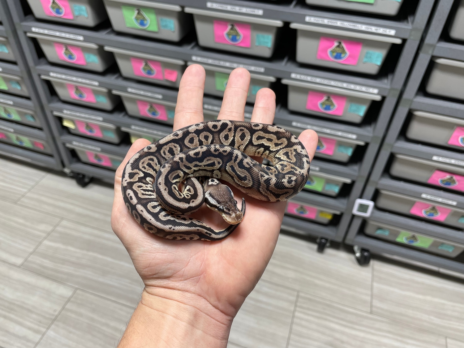 Cinnamon 100% DH Desert Ghost Amur(Cryptic) Ball Python by Markel ...