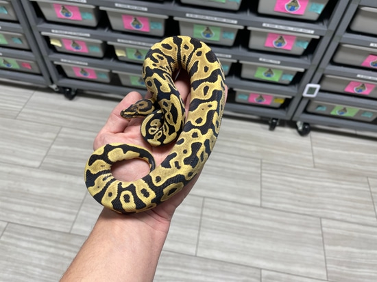 Leopard Desert Ghost Pos HRA Ball Python by Markel Morphs