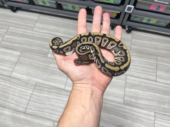 Mystic Harlequin 100% DH Desert Ghost Cryptic(Amur Line) Ball Python by Markel Morphs