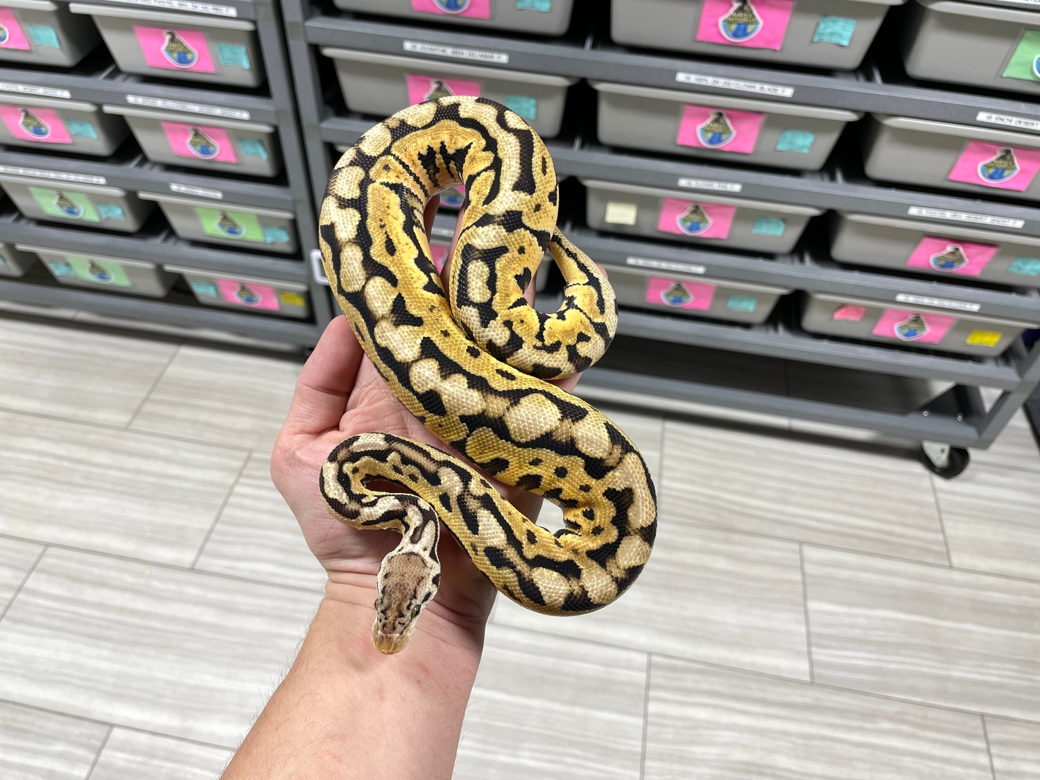 Pastel Spotnose Puzzle 50% PH Clown Ball Python by Markel Morphs ...