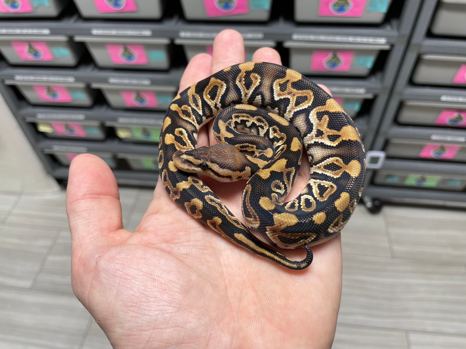 Cinnamon Phantom Crypton (Amur Line Cryptic) 100% Het Desert Ghost Ball ...