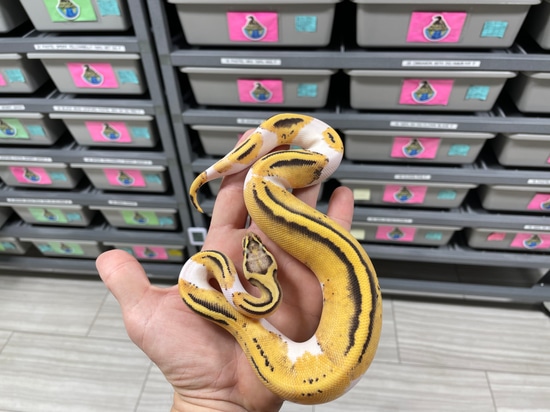 Pastel Yellowbelly Desert Ghost Pied Ball Python by Markel Morphs