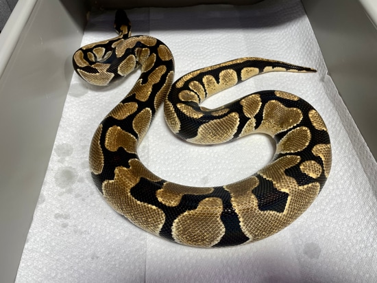 Orange Dream Ball Python by Markel Morphs