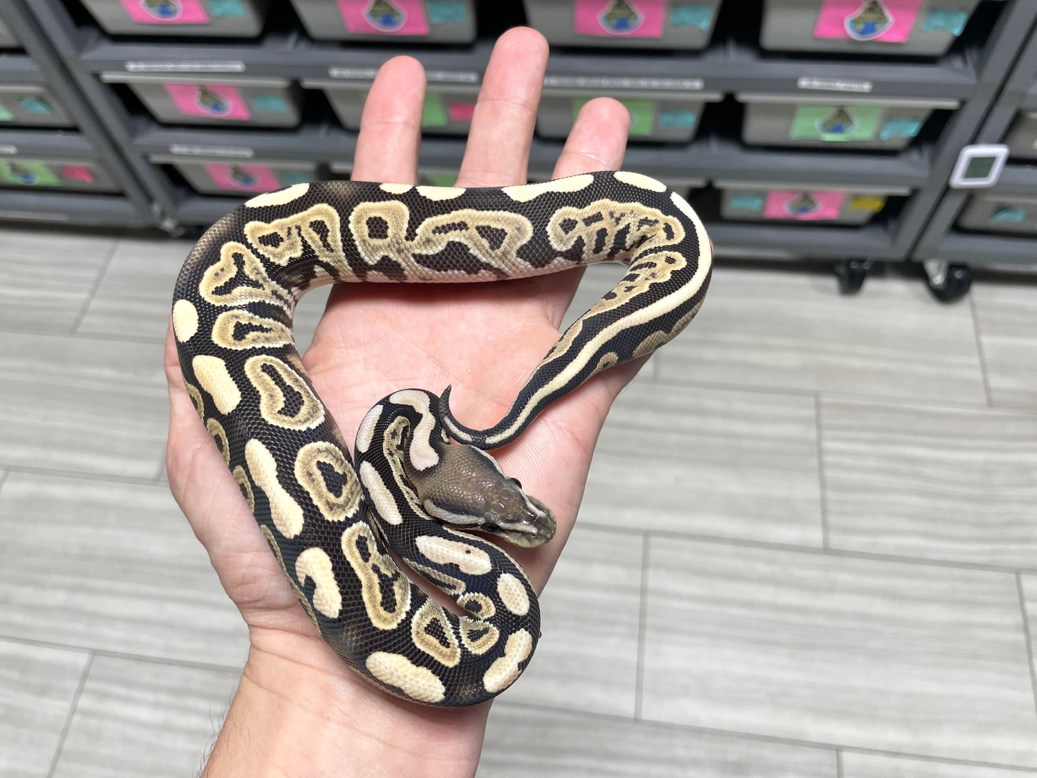 Cinnamon Desert Ghost 100% Het Hypo Ball Python by Markel Morphs ...