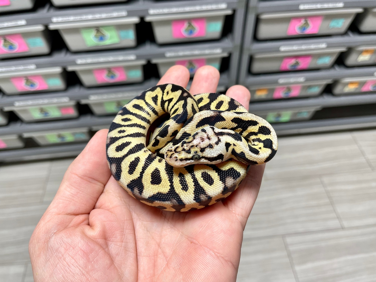 Pastel Spotnose Crypton 100% Het Desert Ghost Ball Python by Markel ...