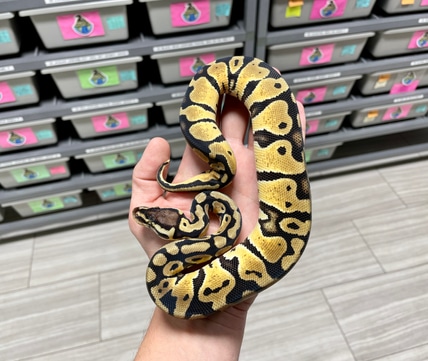 Cryptic (Amur Line) 100% DH Desert Ghost Hypo Ball Python by Markel ...