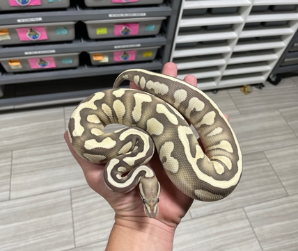 Red Axanthic Leopard Pastel Desert Ghost Ball Python by Markel Morphs ...