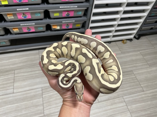 Orange Dream Lesser Desert Ghost Ball Python by Markel Morphs