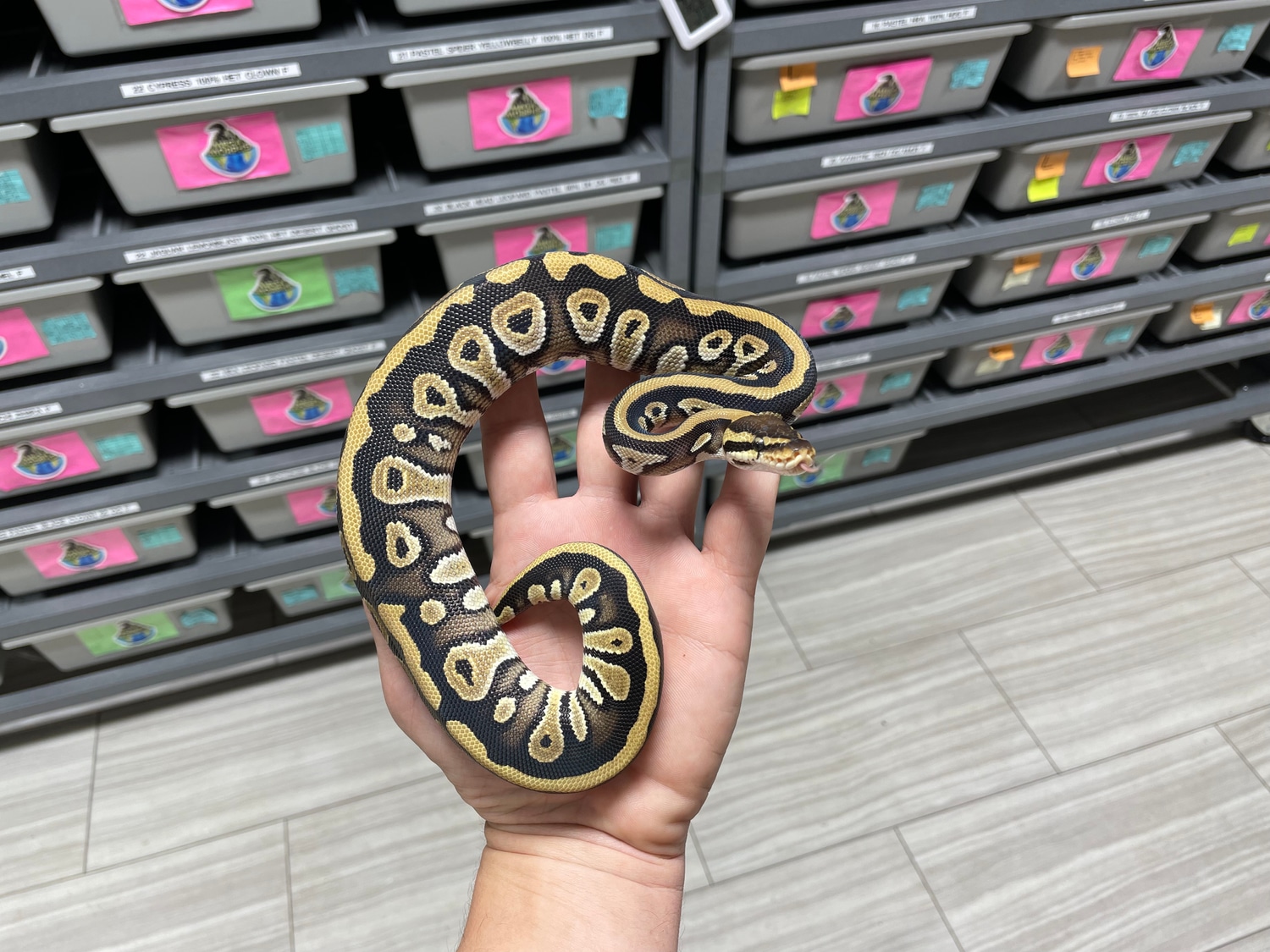 Phantom 100% DH Desert Ghost Cryptic (Amur Line) Ball Python by Markel ...