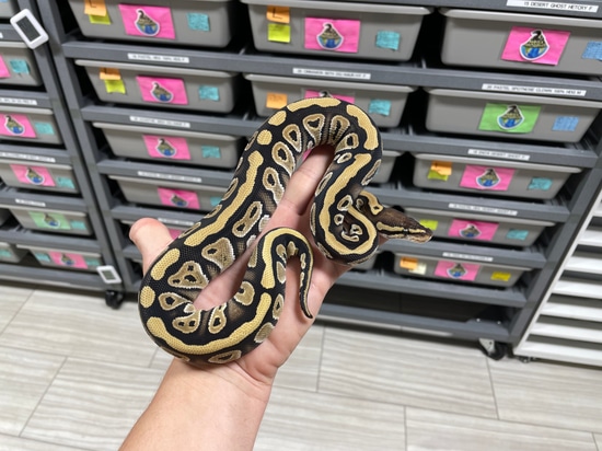 Phantom 100% DH Desert Ghost Cryptic(Amur Line) Ball Python by Markel Morphs