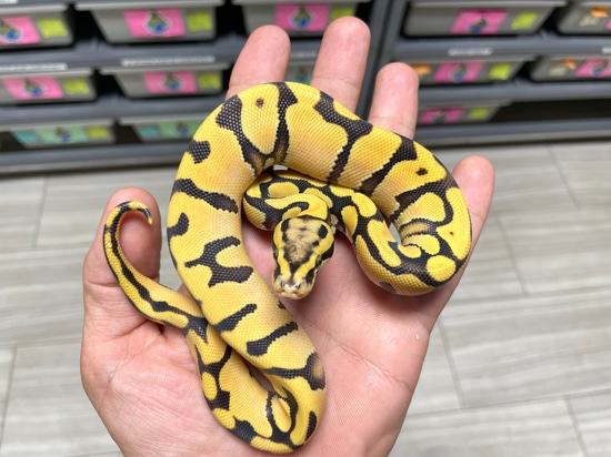 Pastel Enchi Hi Orange Dream Desert Ghost PH Cryptic Ball Python by ...