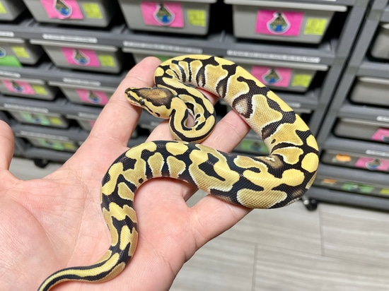 Desert Ghost Cryptic(Amur Line) Ball Python by Markel Morphs
