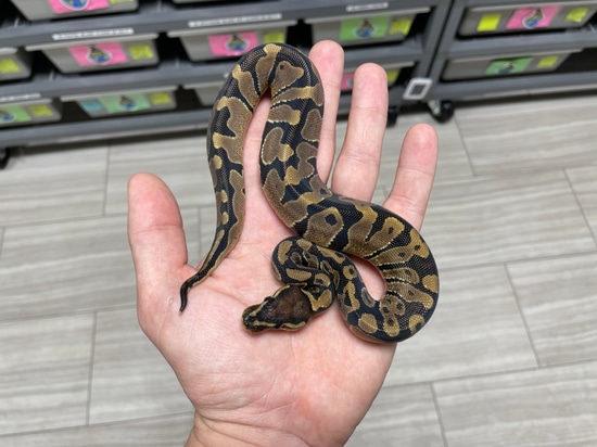 100% DH Desert Ghost Zebra Ball Python by Markel Morphs