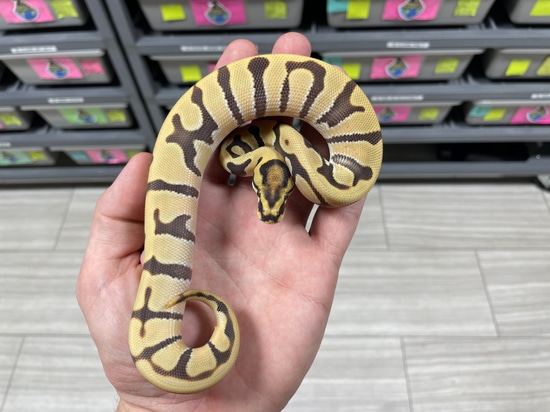 Orange Dream Enchi Desert Ghost 66% Het Cryptic(Amur Line) Ball Python ...