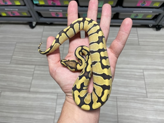 Enchi Desert Ghost 66% Het Cryptic(Amur Line) Ball Python by Markel Morphs