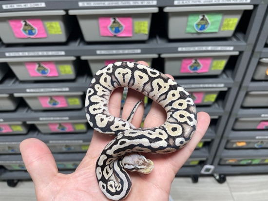 Red Axanthic Desert Ghost Ball Python by Markel Morphs