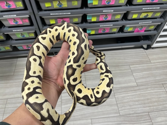 Pastel Leopard Desert Ghost Ball Python by Markel Morphs