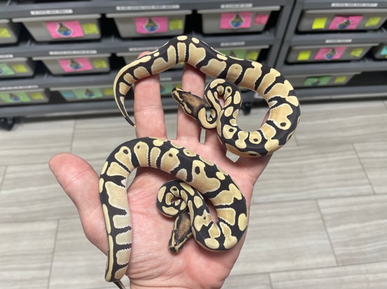 Twin Package: Orange Dream Desert Ghost PH Cryptic Ball Python by ...