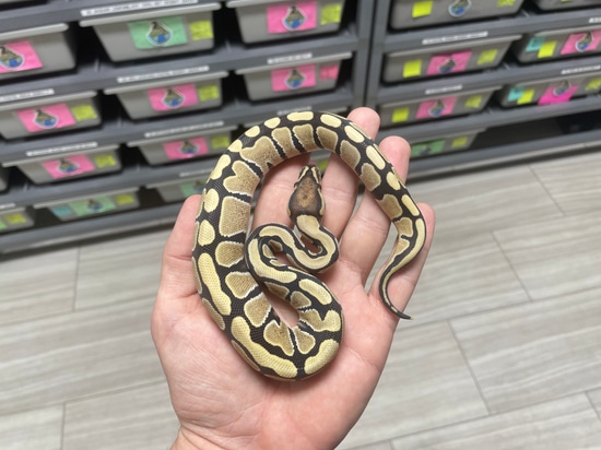 Desert Ghost PH Cryptic(Amur Line) Ball Python by Markel Morphs
