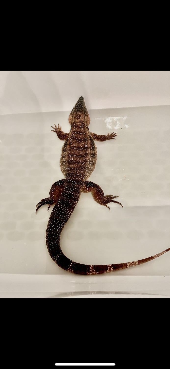 Argentine Red Tegu Male Argentine Tegus by Swift Serpents - MorphMarket