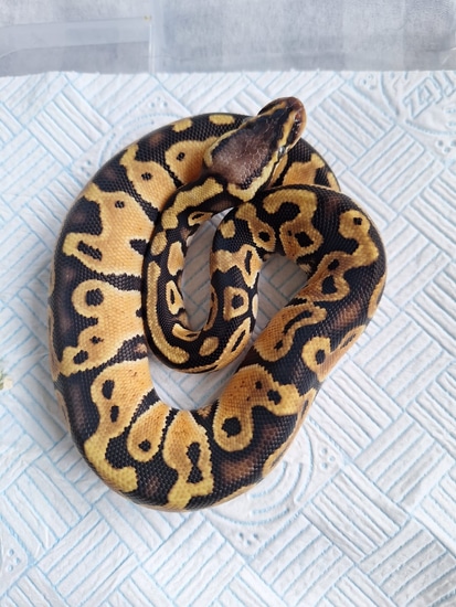 Pastel 100%het Clown Ball Python by Swifty's royals