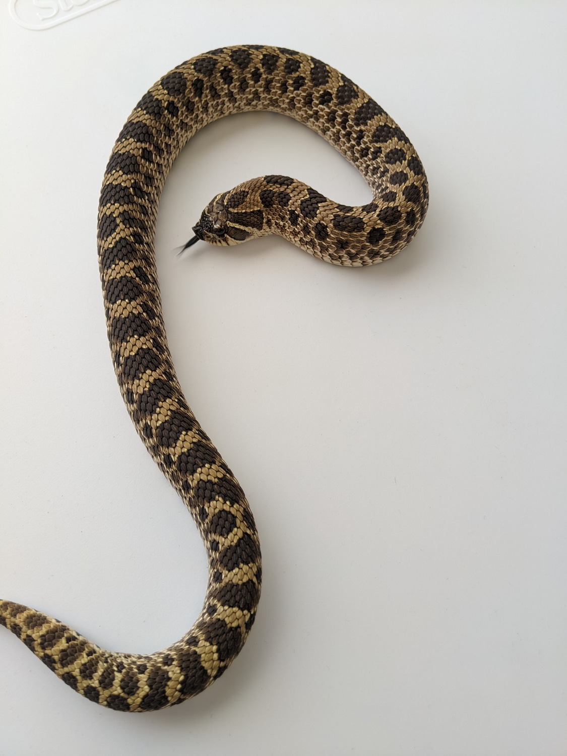 Western Hognose by Radical Reptiles - MorphMarket