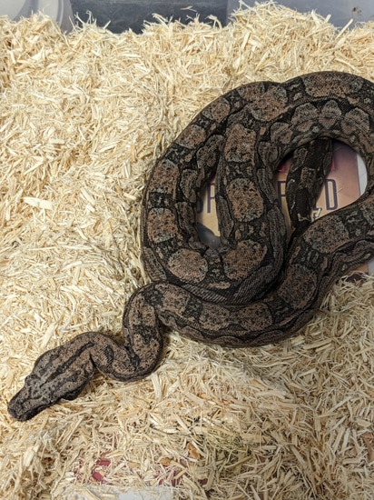 Argentine Boa Argentine Boa Constrictor by Radical Reptiles