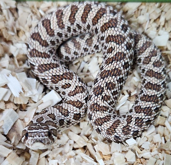 Arctic Pos Het Lavender / Albino / Axanthic - 11 Western Hognose by ...
