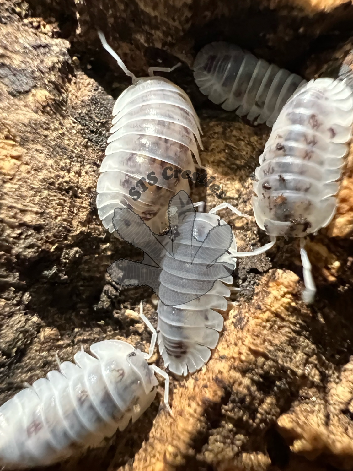 10ct Nesodillo Archangeli “Shiro Utsuri Isopod by STS Cresties ...