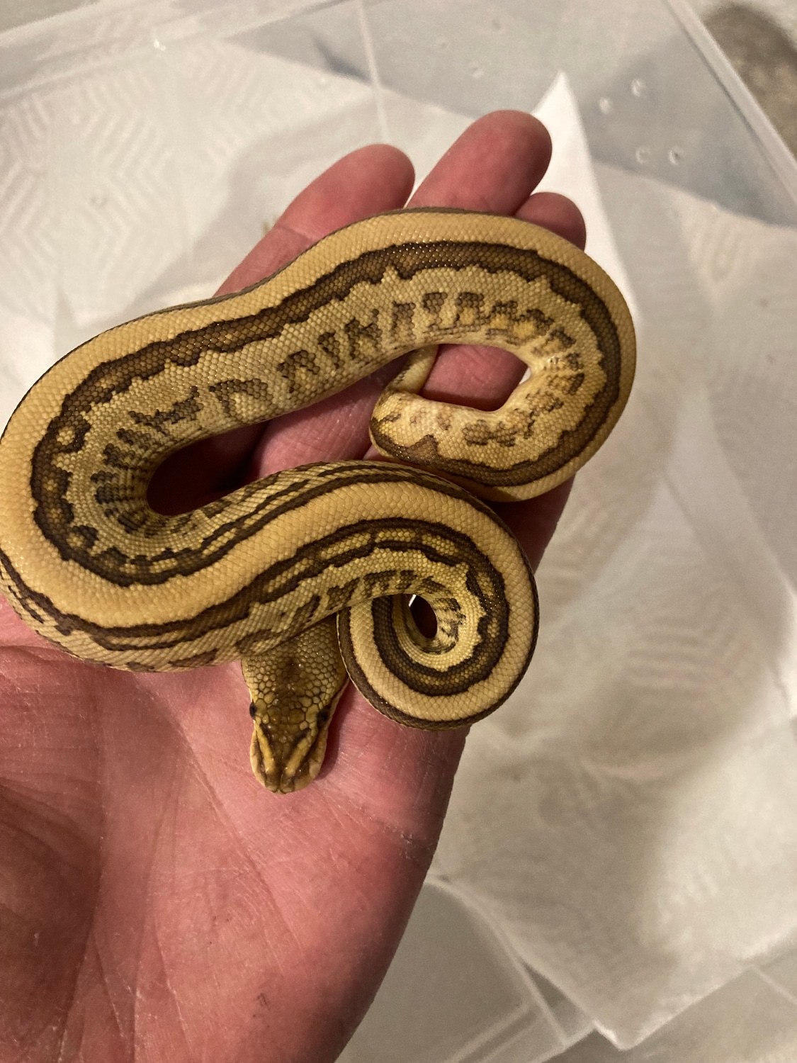 Pinstripe Leopard Lesser Het Clown Ball Python by Basement Breeder ...