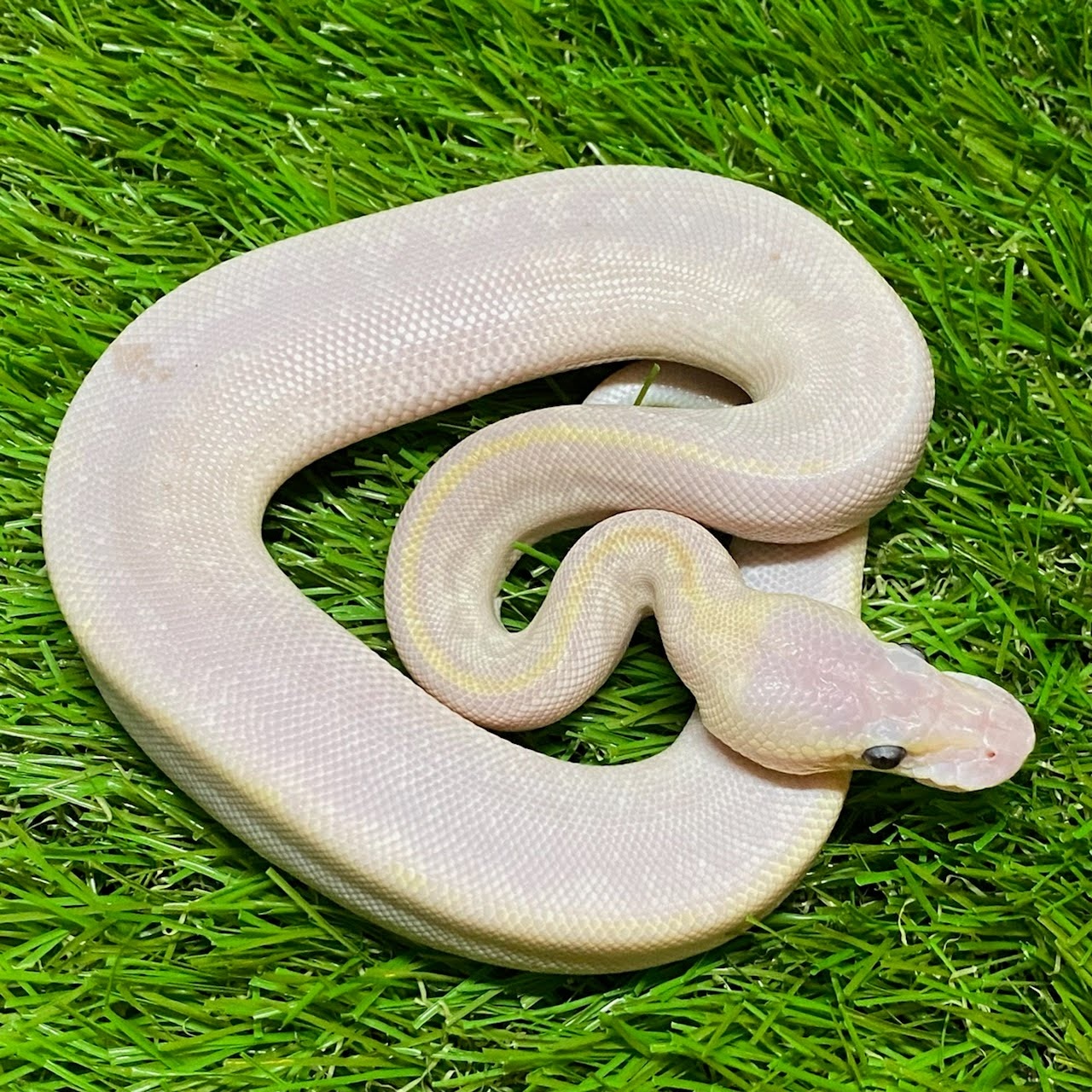 *FREE ️* Black Pewter Blast Aquila Banana Ball Python by Florida Ball ...