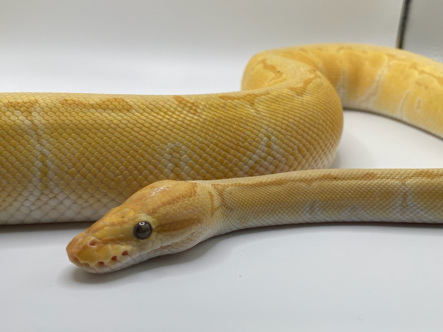 *FREE ️* Banana Enchi Pinstripe Female Ball Python by Florida Ball ...