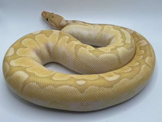 Banana Bamboo Enchi Female Ball Python by Florida Ball Pythons