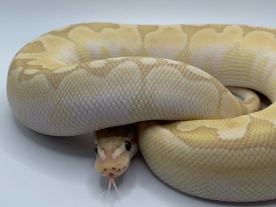 Banana Bamboo Enchi Female Ball Python by Florida Ball Pythons