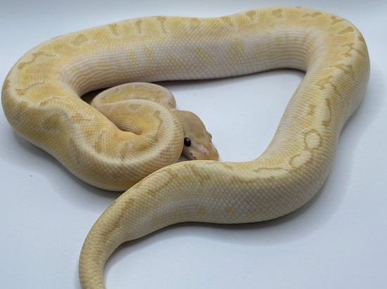 Banana Bamboo Pinstripe Pastel Male Ball Python by Florida Ball Pythons