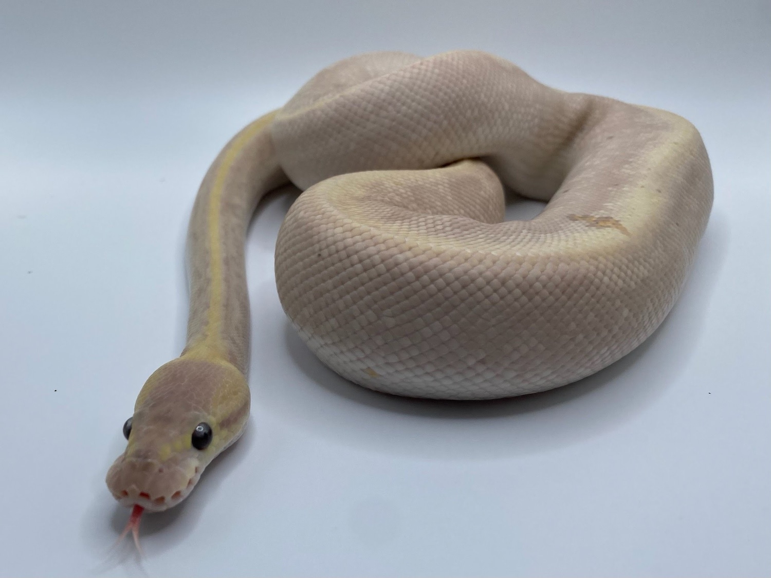 Banana Bamboo Black Pastel Enchi Pastel Pinstripe Male Ball Python by ...