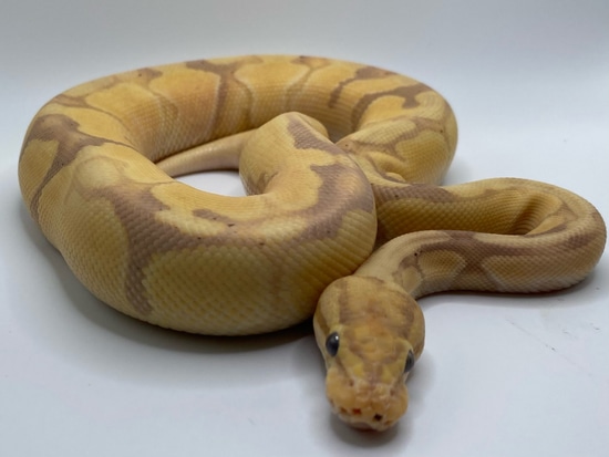 Banana Enchi 100% Het Pied Male Ball Python by Florida Ball Pythons